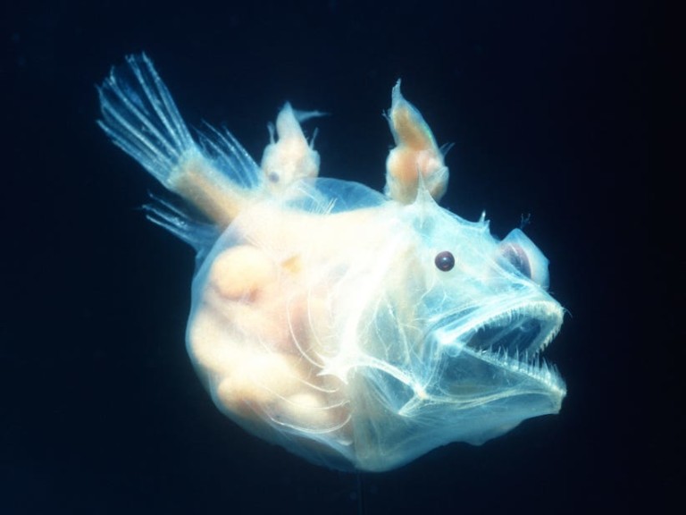Misterele din Groapa Marianelor – cea mai mare despresiune oceanică de ...